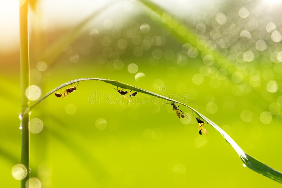 Black Insect Under the Grass Leaf Stock Photo - Image of sunlight ...
