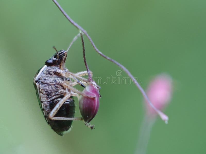 Black Insect with White Legs Stock Photo - Image of white, black: 365186156