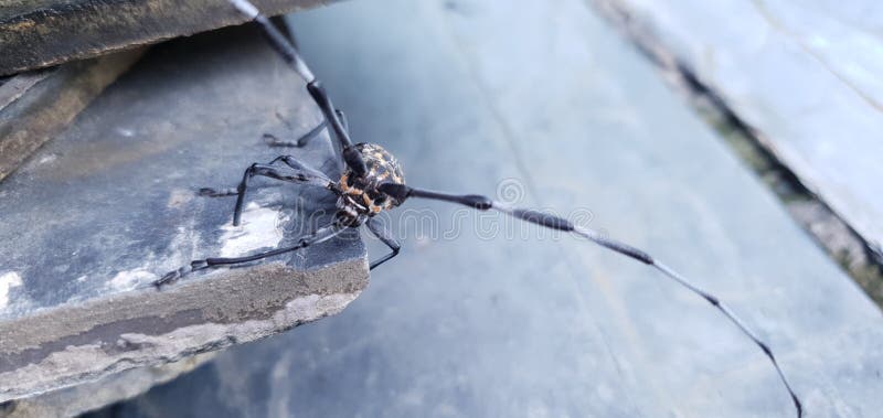 The black insects stock image. Image of invertebrate - 223859643