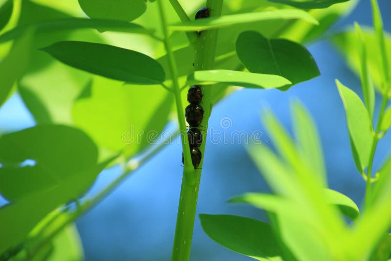 Black Insects Called Flea Beetles (Chrysomelidae) that are Attached To ...
