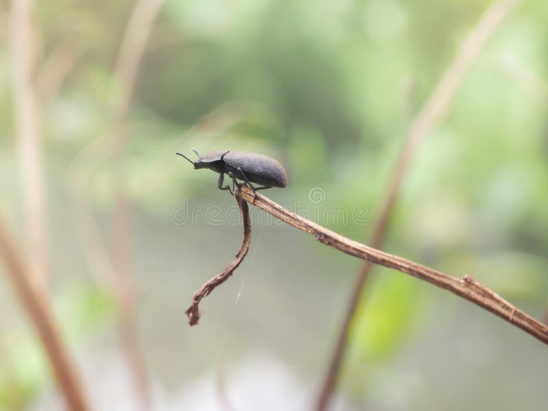 Black Insects Floating on Water Stock Image - Image of nature, stones ...