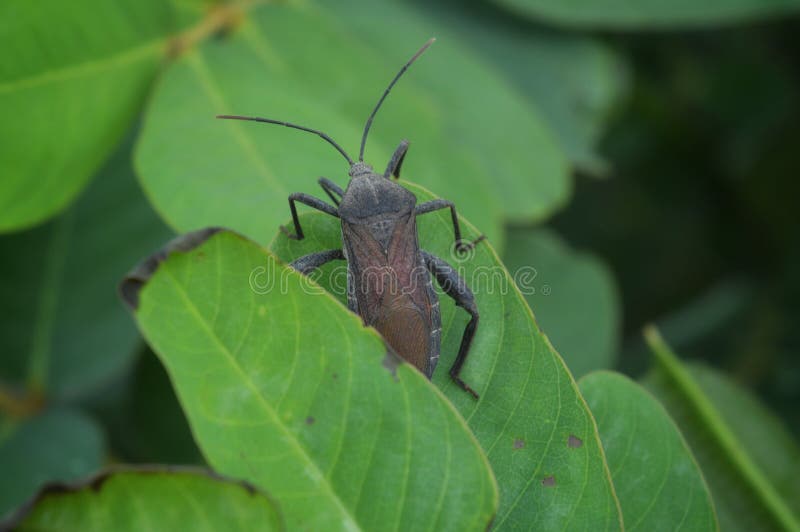 Black Insects on Green Leaves Stock Photo - Image of pest, insect ...