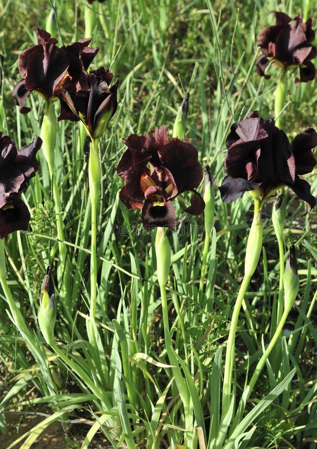 Black Iris stock image. Image of flower, species, chrysographes - 13103675