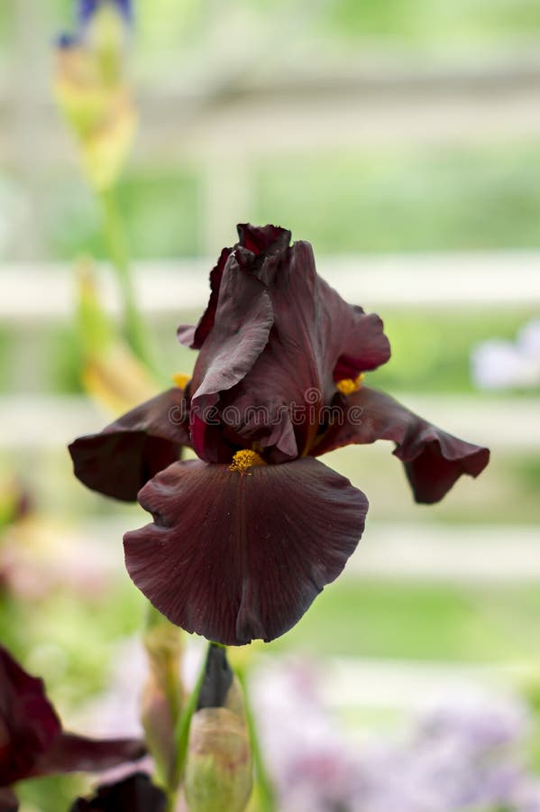 Black iris flower stock photo. Image of wild, close - 182950640