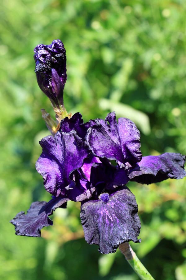 The Widow Flower Knautia Macedonica Stock Image - Image of perennial ...