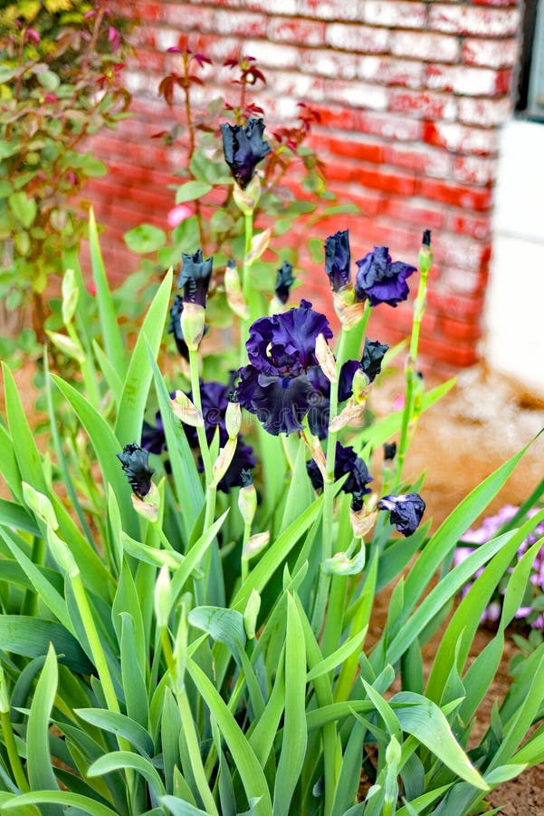 Black iris plant stock image. Image of irises, pollen - 181657767