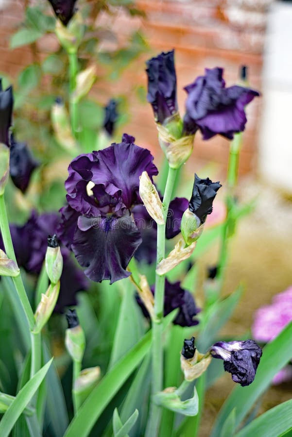 Black iris flowers. stock photo. Image of yellow, blossom - 14496008