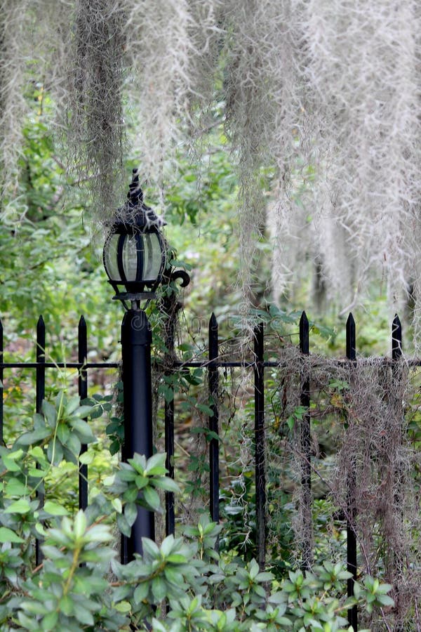 Black Iron Lamppost with Weeping Willows and Spanish Moss Stock Photo ...