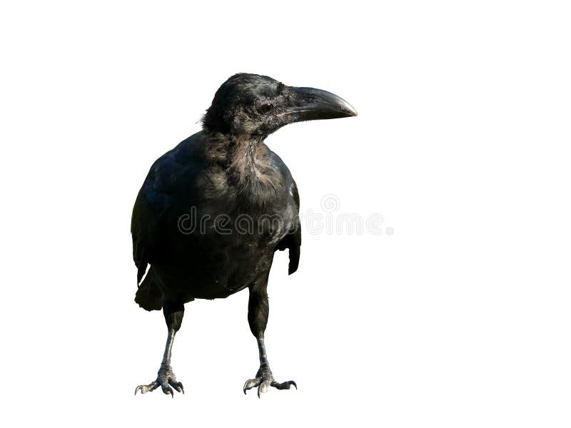 Side View of a Carrion Crow, Corvus Corone, Isolated Stock Photo ...