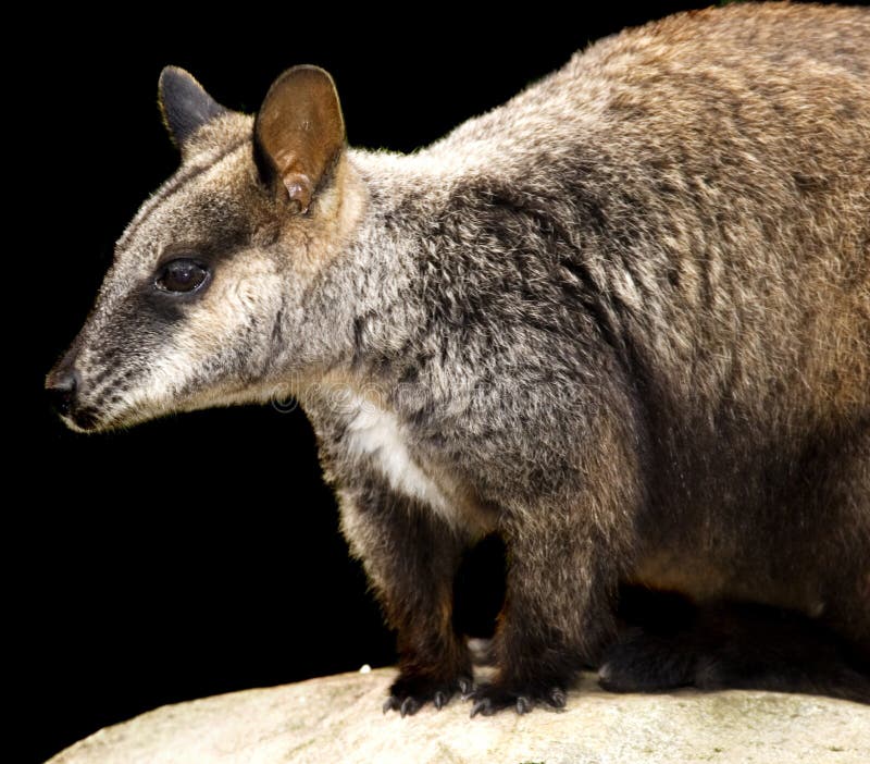 Vallaby arkivfoto. Bild av gräs, landmärke, australien - 10980194