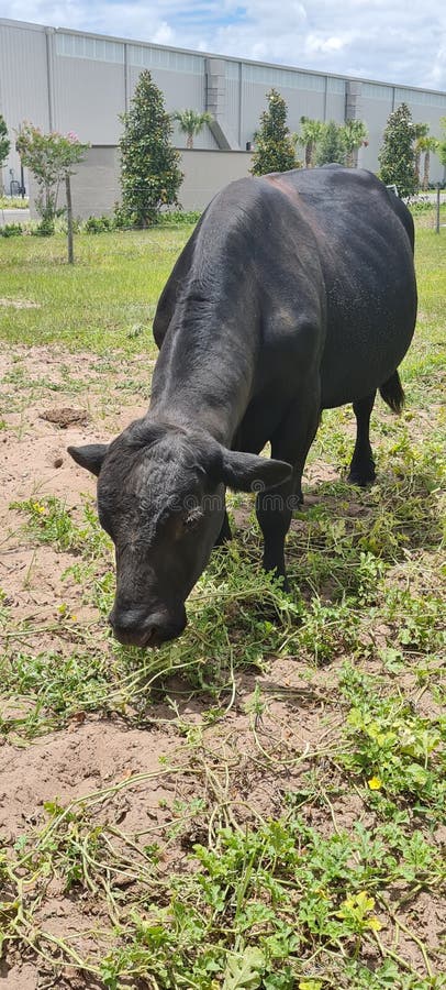 Black jack the cow stock photo. Image of beak, rock - 224952832