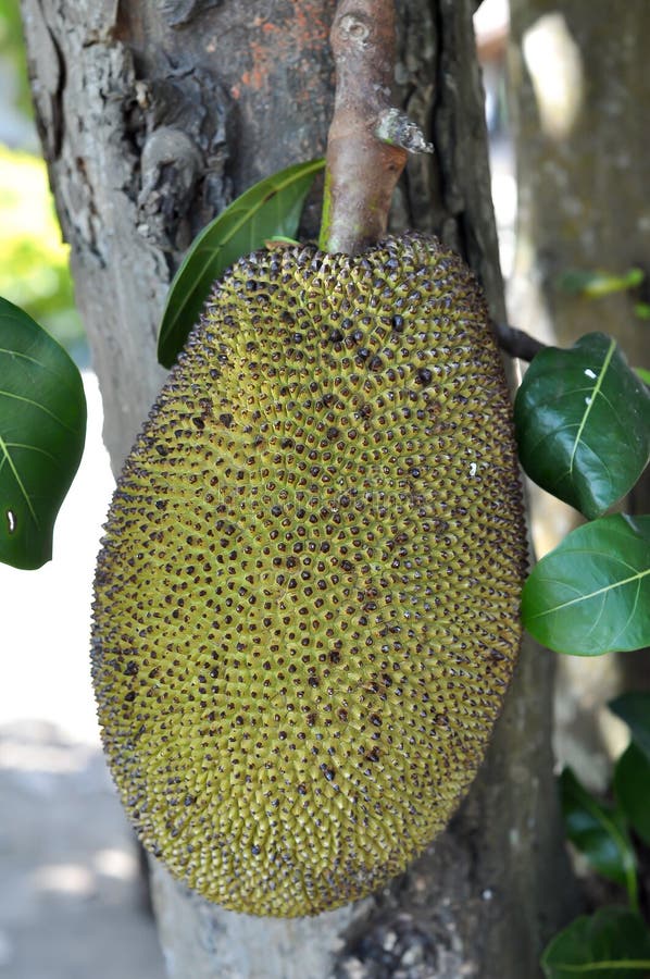 Black jack fruit stock photo. Image of jackfruit, smelly - 36639514