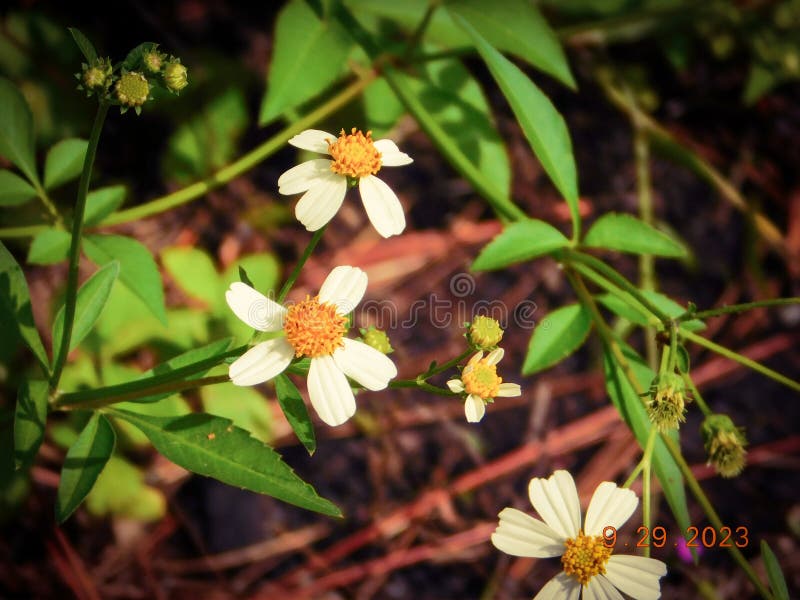116 Black Jack Weed Stock Photos - Free & Royalty-Free Stock Photos ...