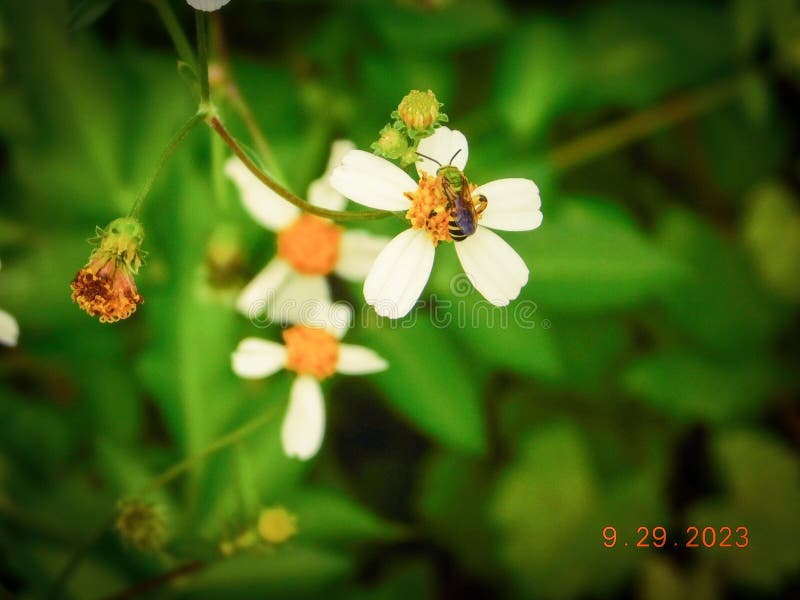 Black Jack Weed in Full Bloom with a Honey Bee Stock Image - Image of ...