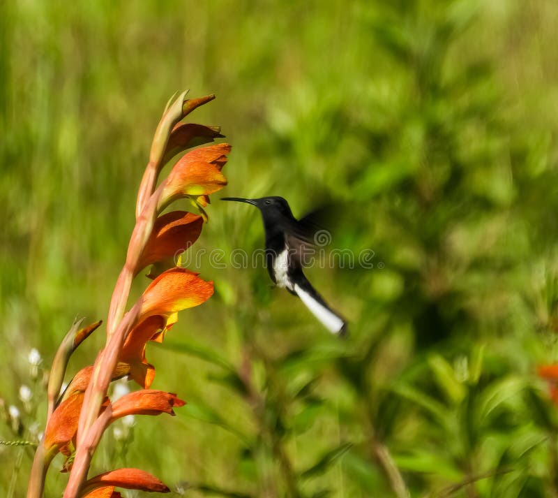 Black Jacobin hummingbird stock image. Image of wildlife - 260914907