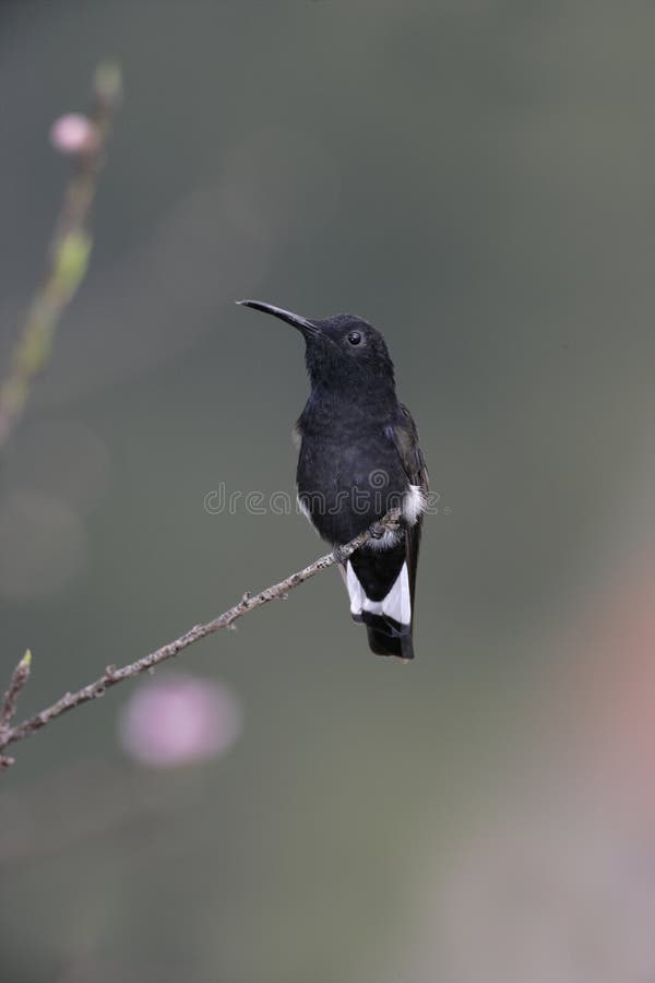 Black Jacobin stock photo. Image of vogel, jacobin, hummingbird - 129023600