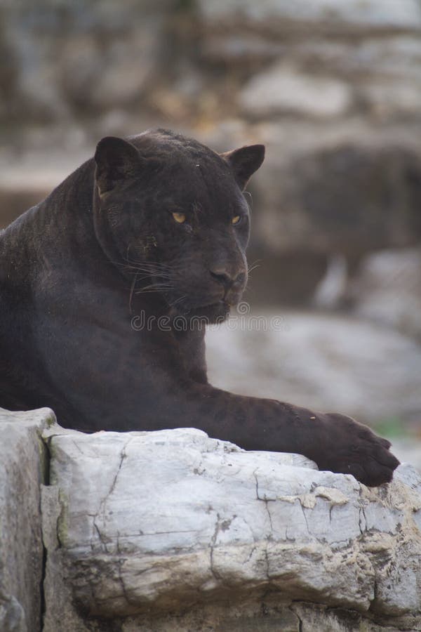 Jaguar Meat Stock Photos - Free & Royalty-Free Stock Photos from Dreamstime