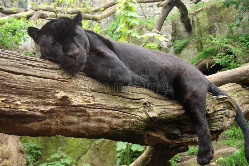 Black Jaguar Royalty Free Stock Image - Image: 5221896