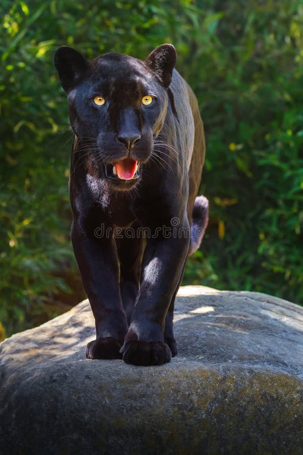 Black Jaguar - Melanistic Feline Stock Photo - Image of latin ...