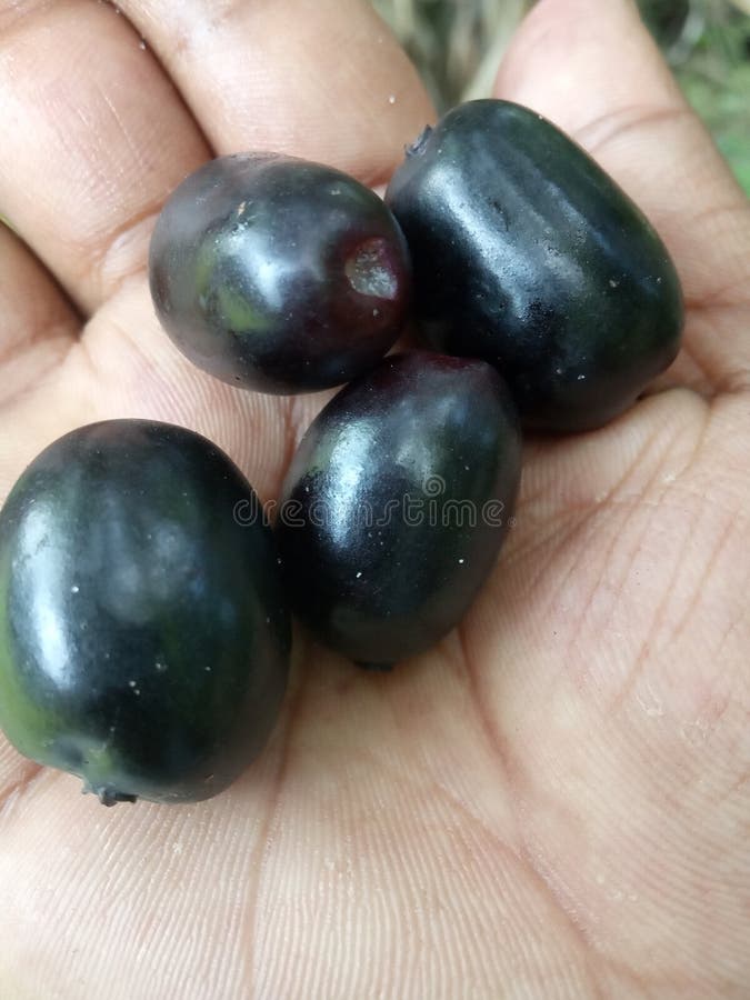 Black jam stock image. Image of tree, black, testy, assam - 152540187