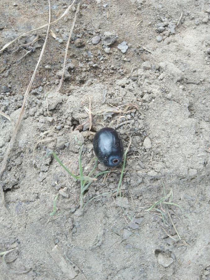 Black Java plam fruit stock image. Image of black, fruit - 251147439