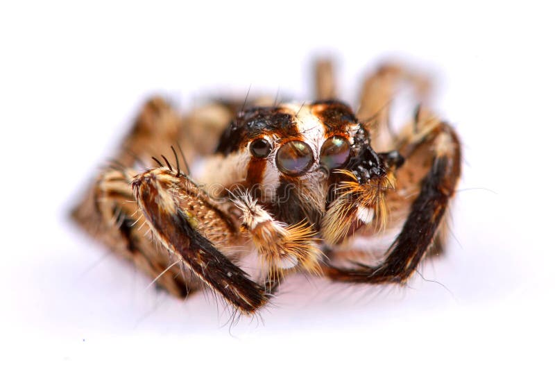 Very Sharp Photo of US Jumping Spider Phiddipus Stock Photo - Image of ...