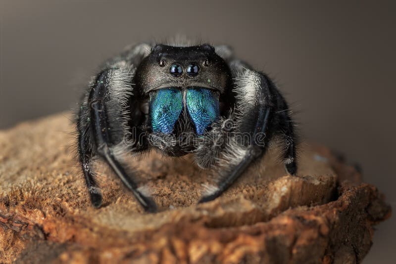 Fangs Stock Photos - Download 10,758 Royalty Free Photos