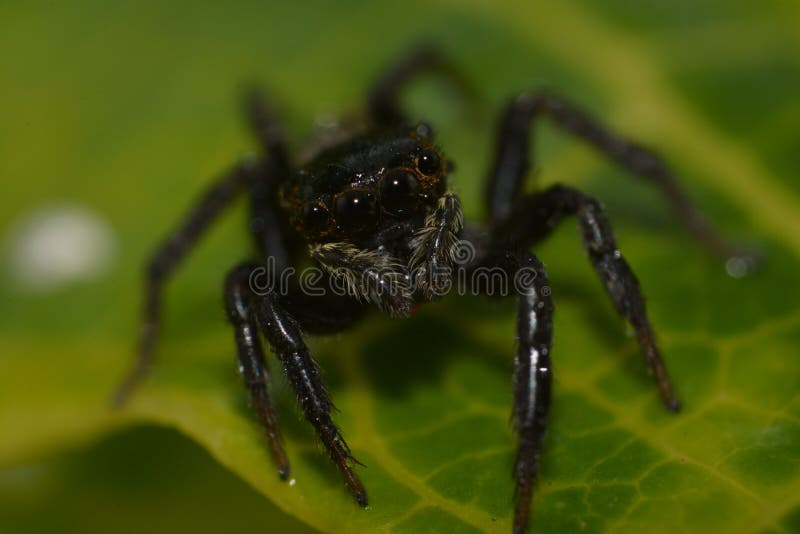 Black Jumping spider stock image. Image of black, spider - 45122919