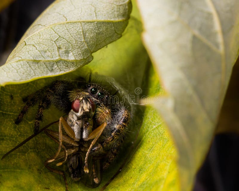 Black Jumping Spider Eats Fly with Red Eyes Stock Image - Image of eats ...
