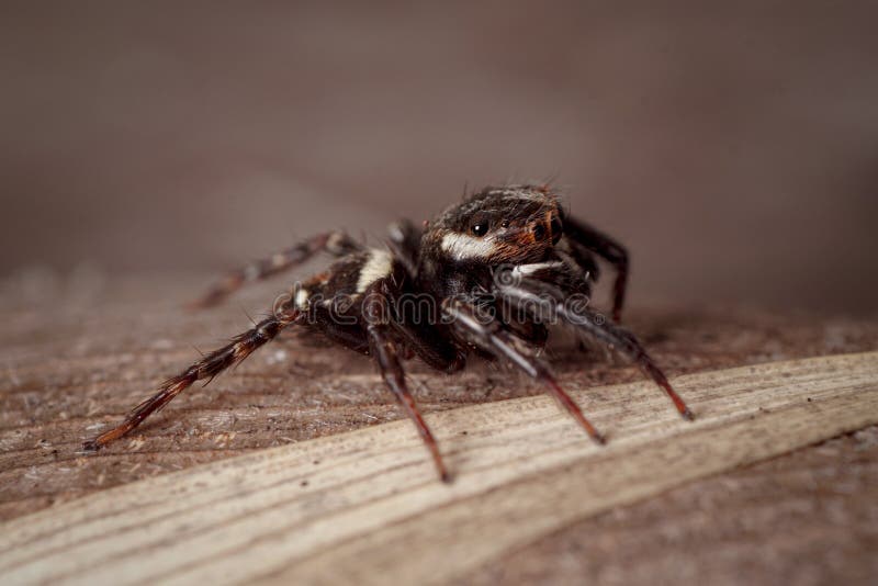 Black Jumping Spider Side View Stock Image - Image of nature, mini ...