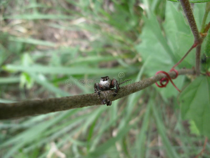 Black Jumping Spider on Tree Branch in Swaziland Stock Image - Image of ...