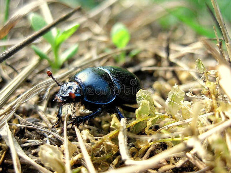 Black June Bug stock image. Image of beetle, insect, macro - 86576941