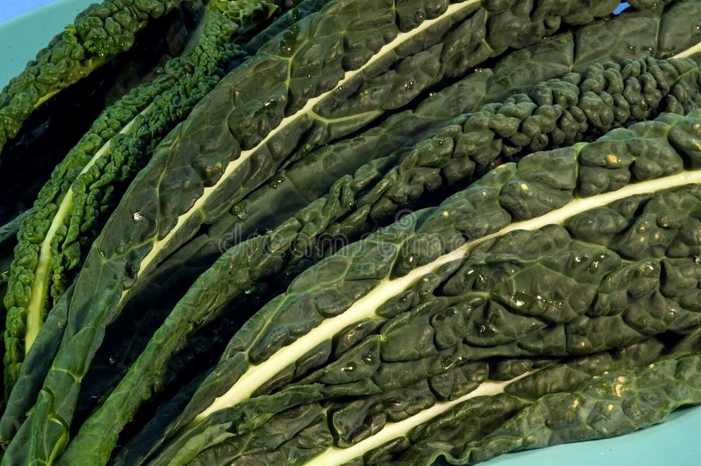 Black Kale stock photo. Image of leaves, diet, bunch - 22525404