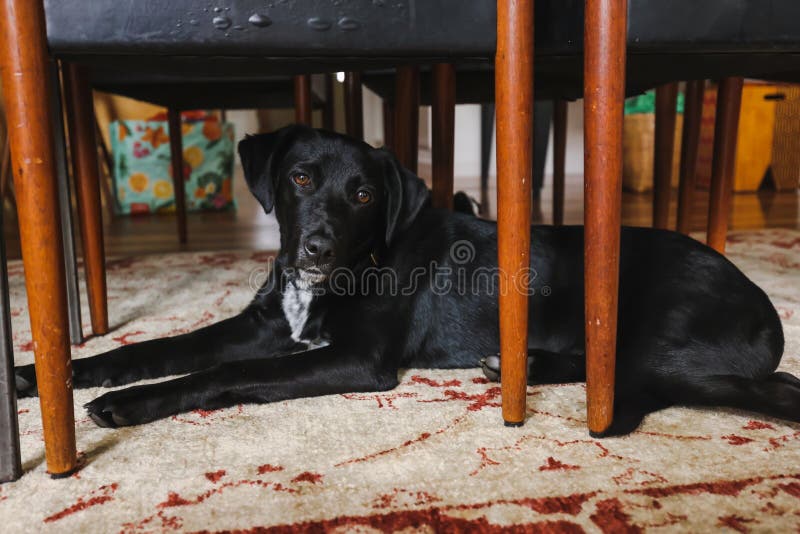Black Kelpie X Labrador Laying Quietly Indoors Under Kitchen Table ...