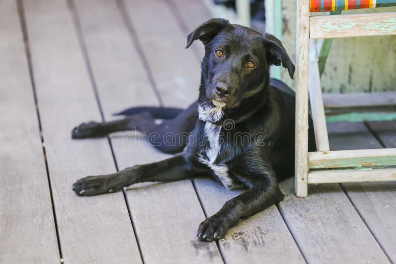 Black Kelpie X Labrador Sitting on Back Deck. Relaxed Dog at Home Stock ...