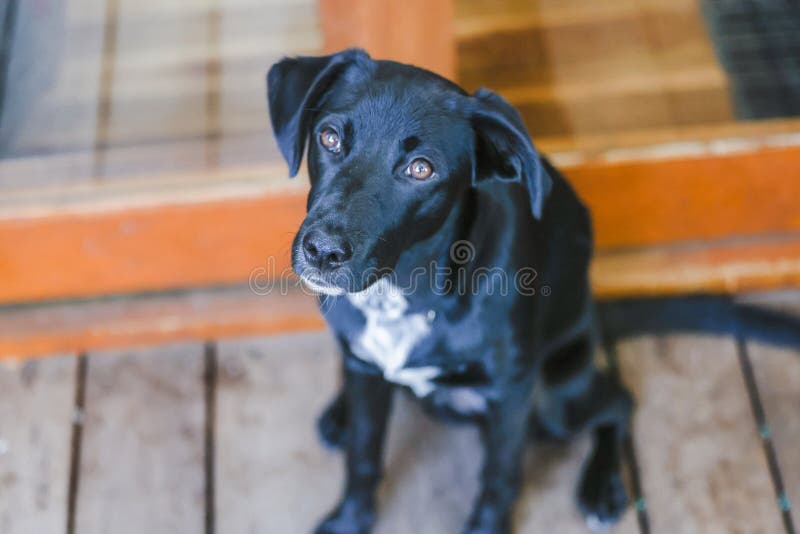 Black Kelpie X Labrador Sitting on Back Deck. Relaxed Dog at Home Stock ...