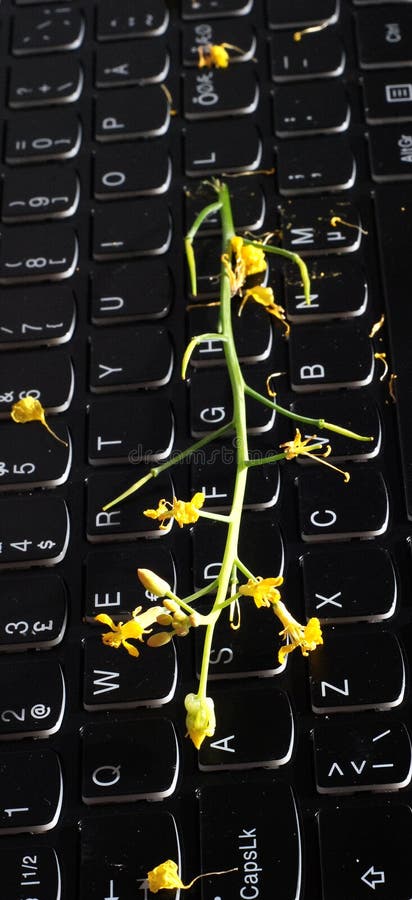 Black Keyboard with Plant Flower on it Stock Image - Image of internet ...