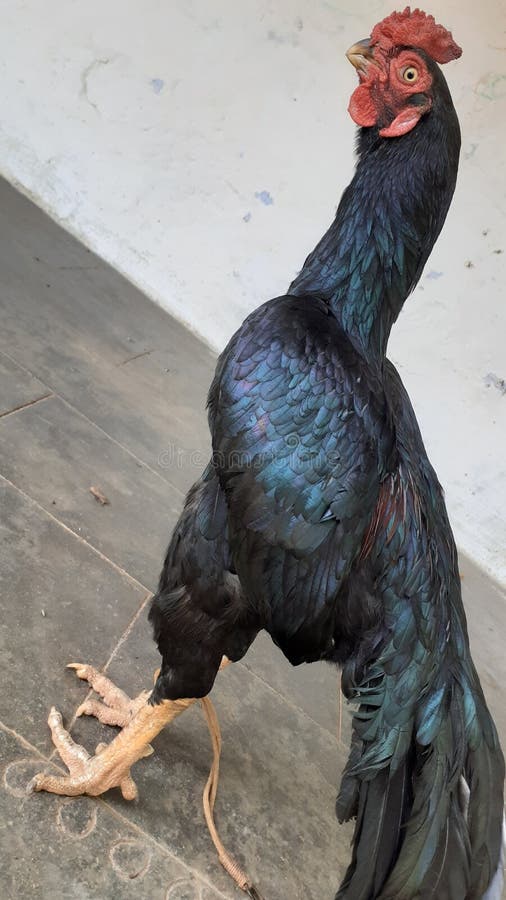 Black killing rooster stock image. Image of falcon, fowl - 237847995