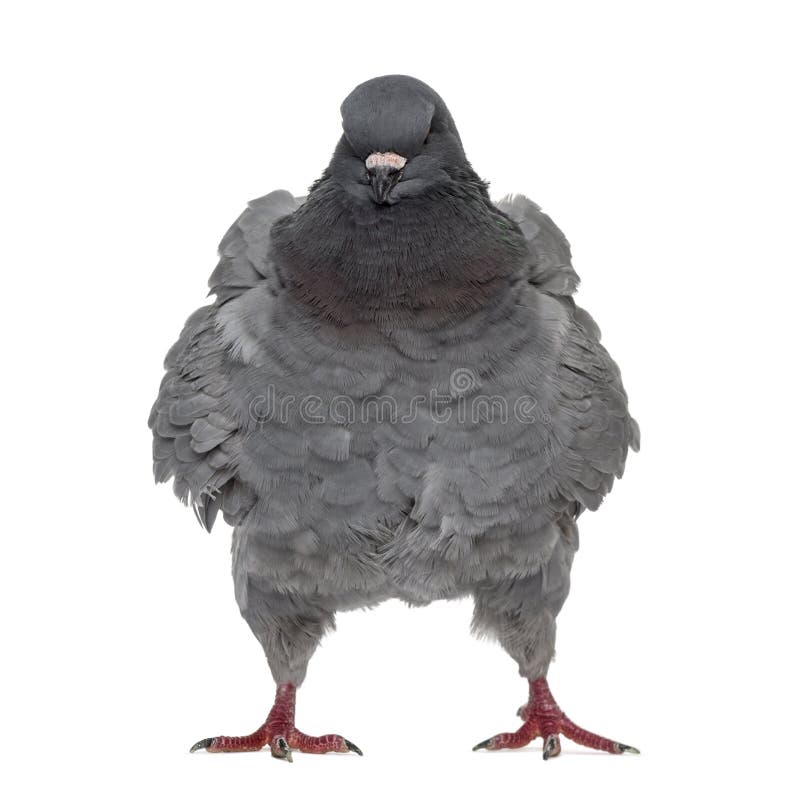 Black King Pigeon Isolated on White Stock Image - Image of bird, white ...