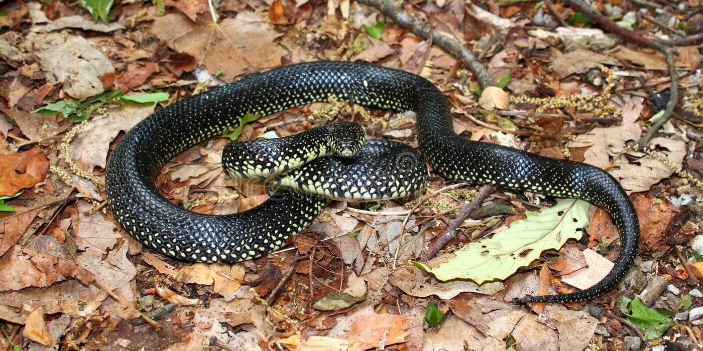 685 Black Kingsnake Stock Photos - Free & Royalty-Free Stock Photos ...