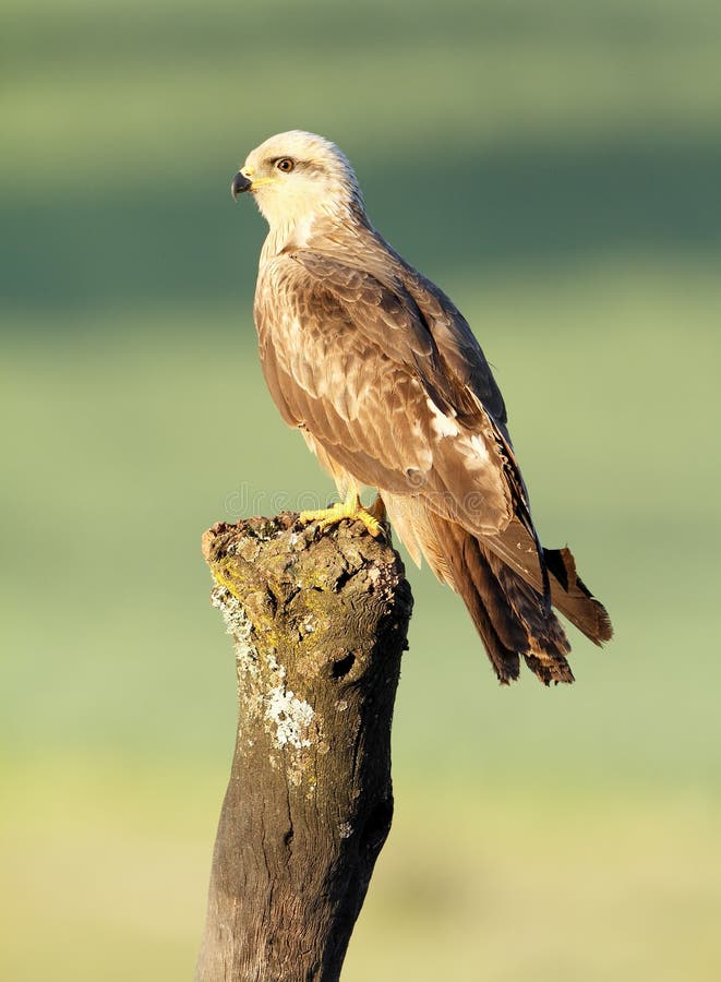 Black kite stock photo. Image of birds, tail, kite, salamanca - 25496830