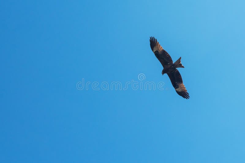 Black kite bird flying stock image. Image of eagle, wing - 274887123
