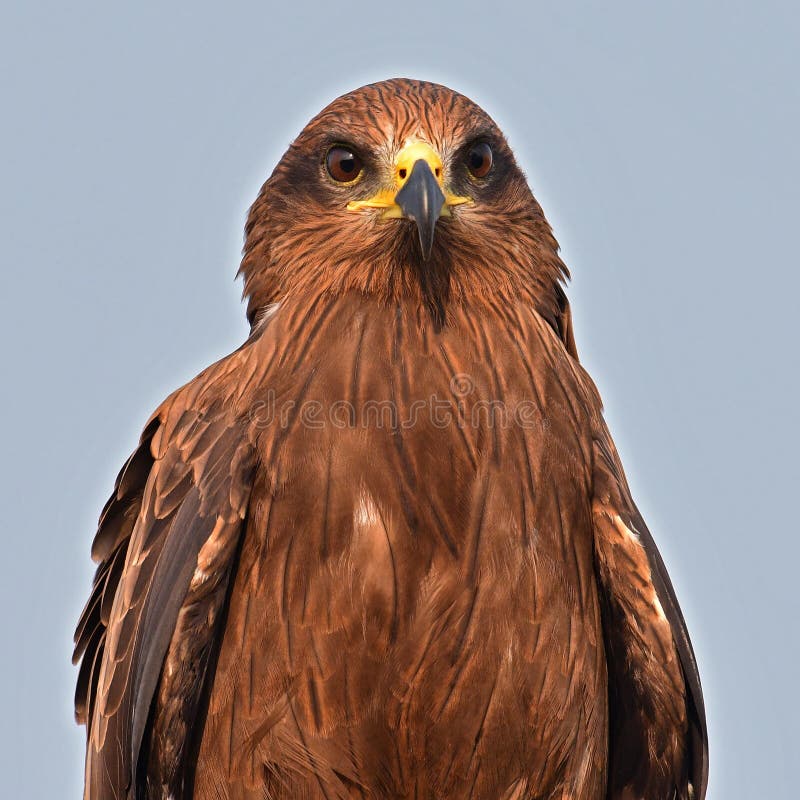 Black kite stock image. Image of tropical, prey, birds - 34970769