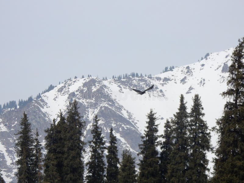 A Black Kite Soars Above the Trees in the Mountains of Almaty Stock ...