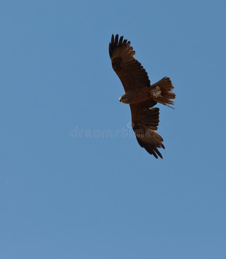 Red Kite raptor flying stock photo. Image of milvinae - 57658020