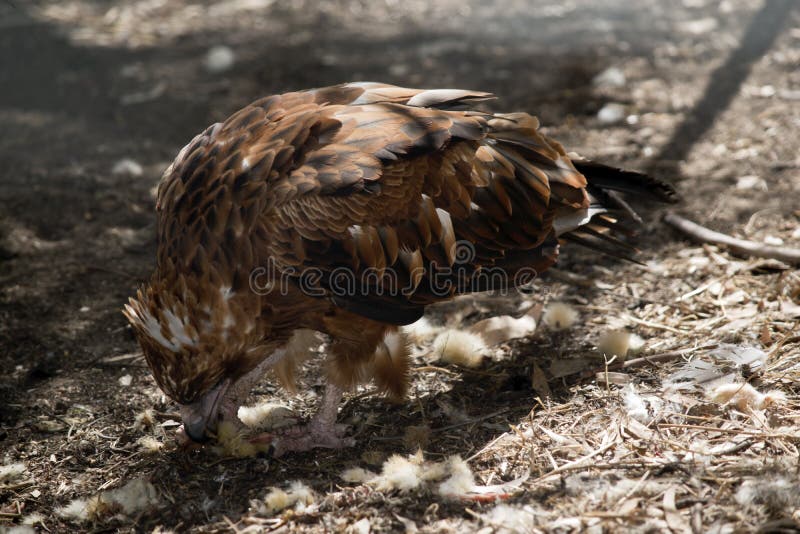 A black kite eating stock image. Image of white, brown - 142033087