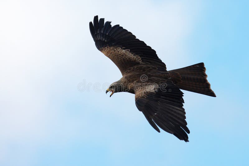 Raven in Flight stock image. Image of sunshine, corvid - 36946975
