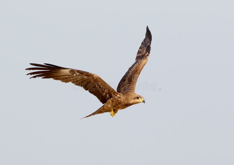 Black Kite in Flight with Fish in Legs. Front View Stock Photo - Image ...