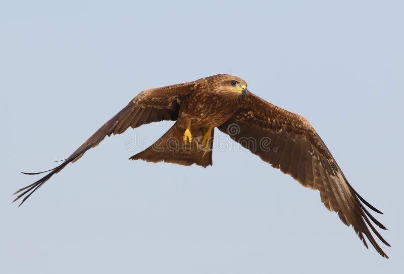 Black Kite in Flight with Fish in Legs. Front View Stock Image - Image ...