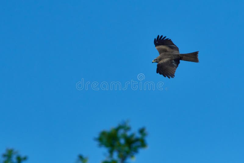 Back kite in flight stock image. Image of looking, upper - 200532025
